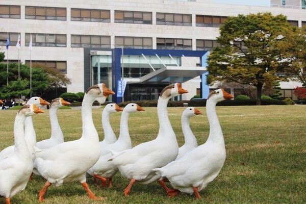카이스트 카이누리 "OPEN KAIST 2025 오신 걸 환영합니다"