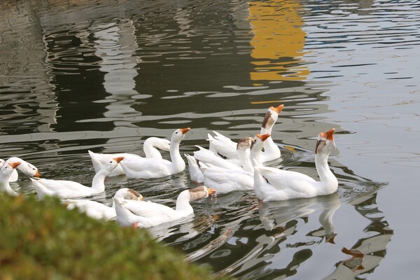 카이스트 카이누리 "OPEN KAIST 2025 오신 걸 환영합니다"